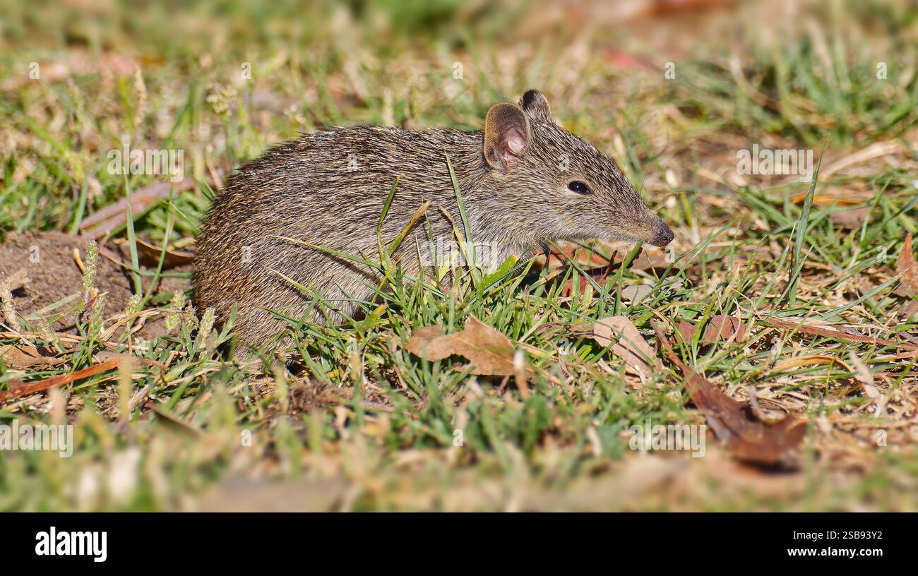 Single animal mammal marsupial Southern Brown Bandicoot (Isoodon ...