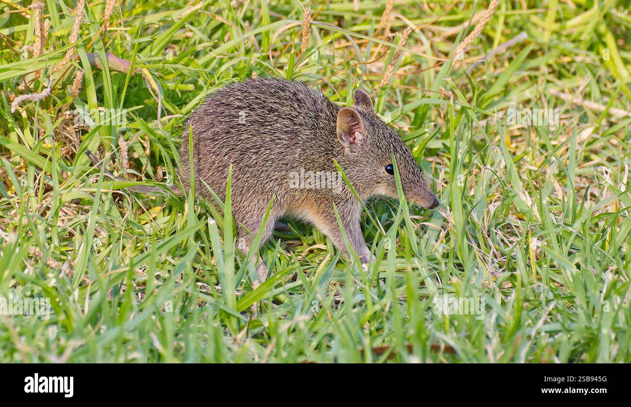 Single animal mammal marsupial Southern Brown Bandicoot (Isoodon ...