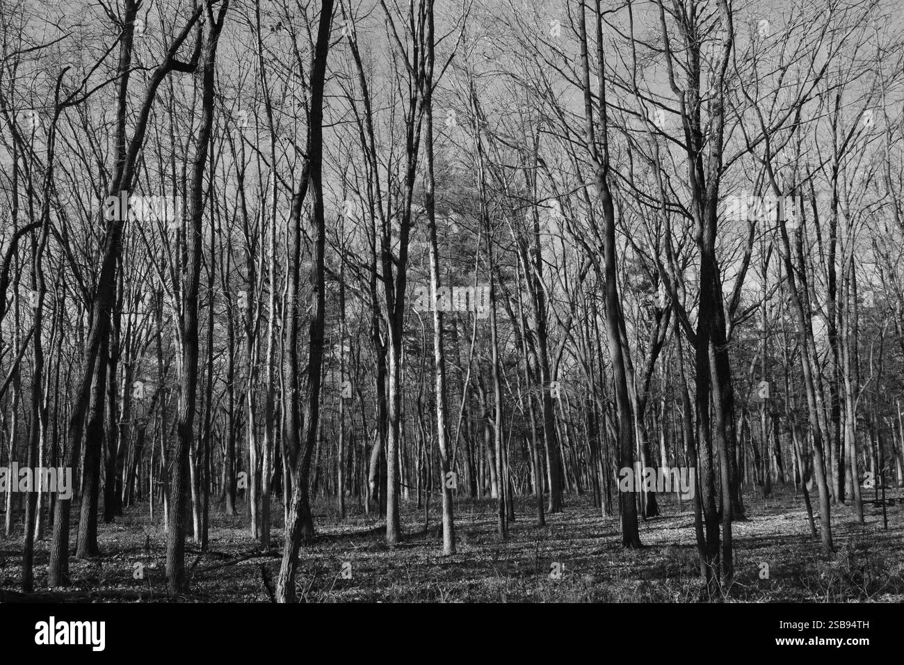 Forest Black and White in Indiana Dunes National Park Stock Photo - Alamy