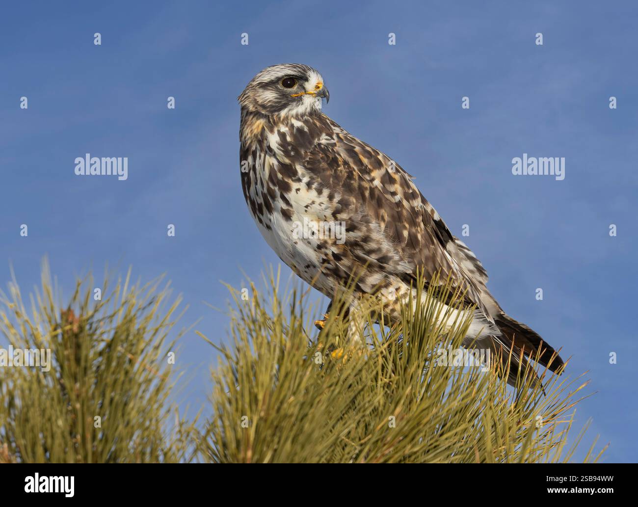 Rough Legged Hawk in the in the high country of the Colorado Rocky ...