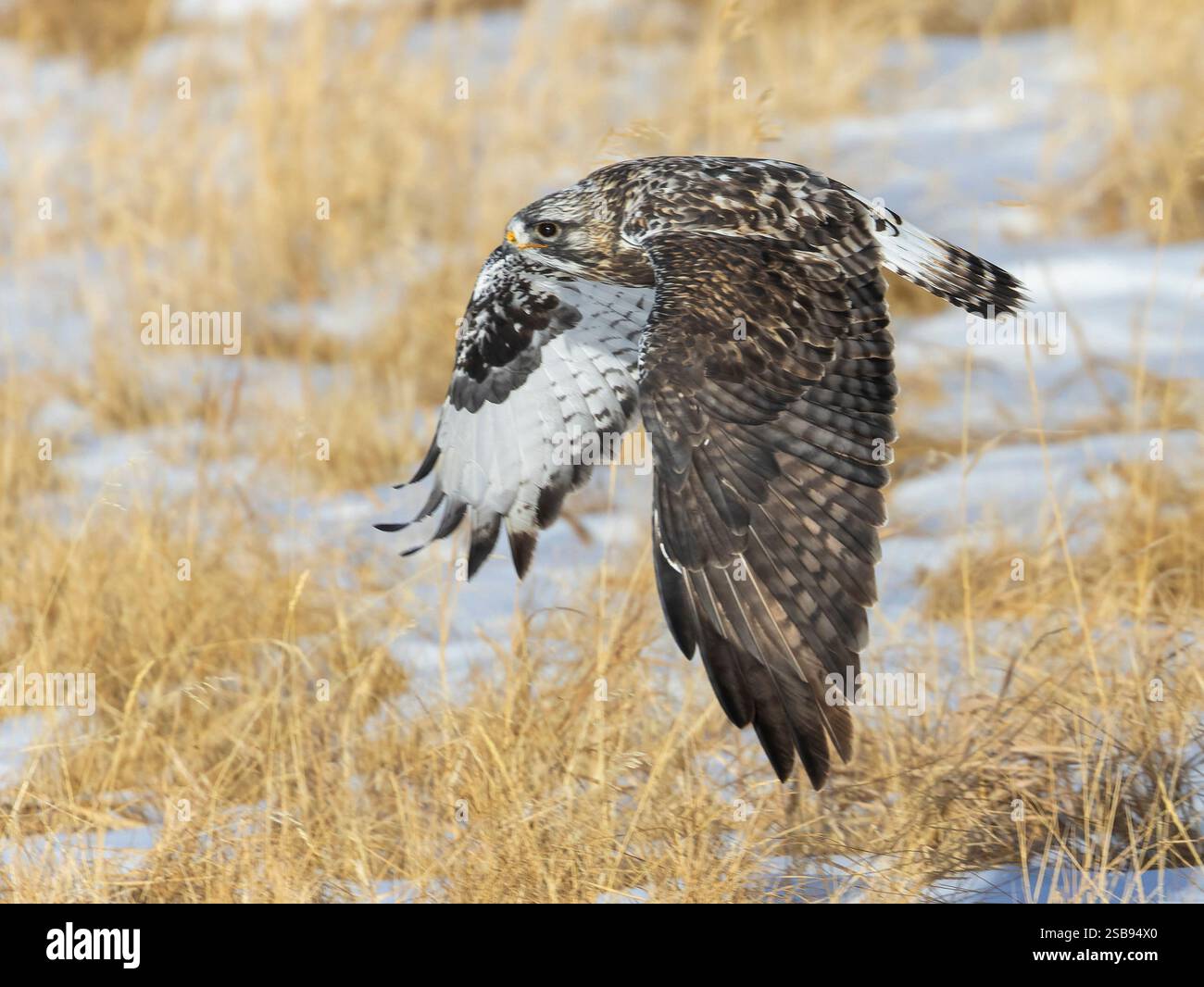 Rough Legged Hawk in the in the high country of the Colorado Rocky ...