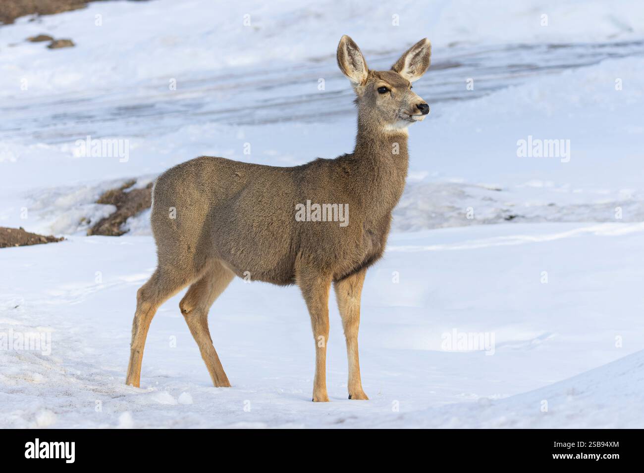 Mule deer in the high country of the Colorado Rocky Mountains Stock ...