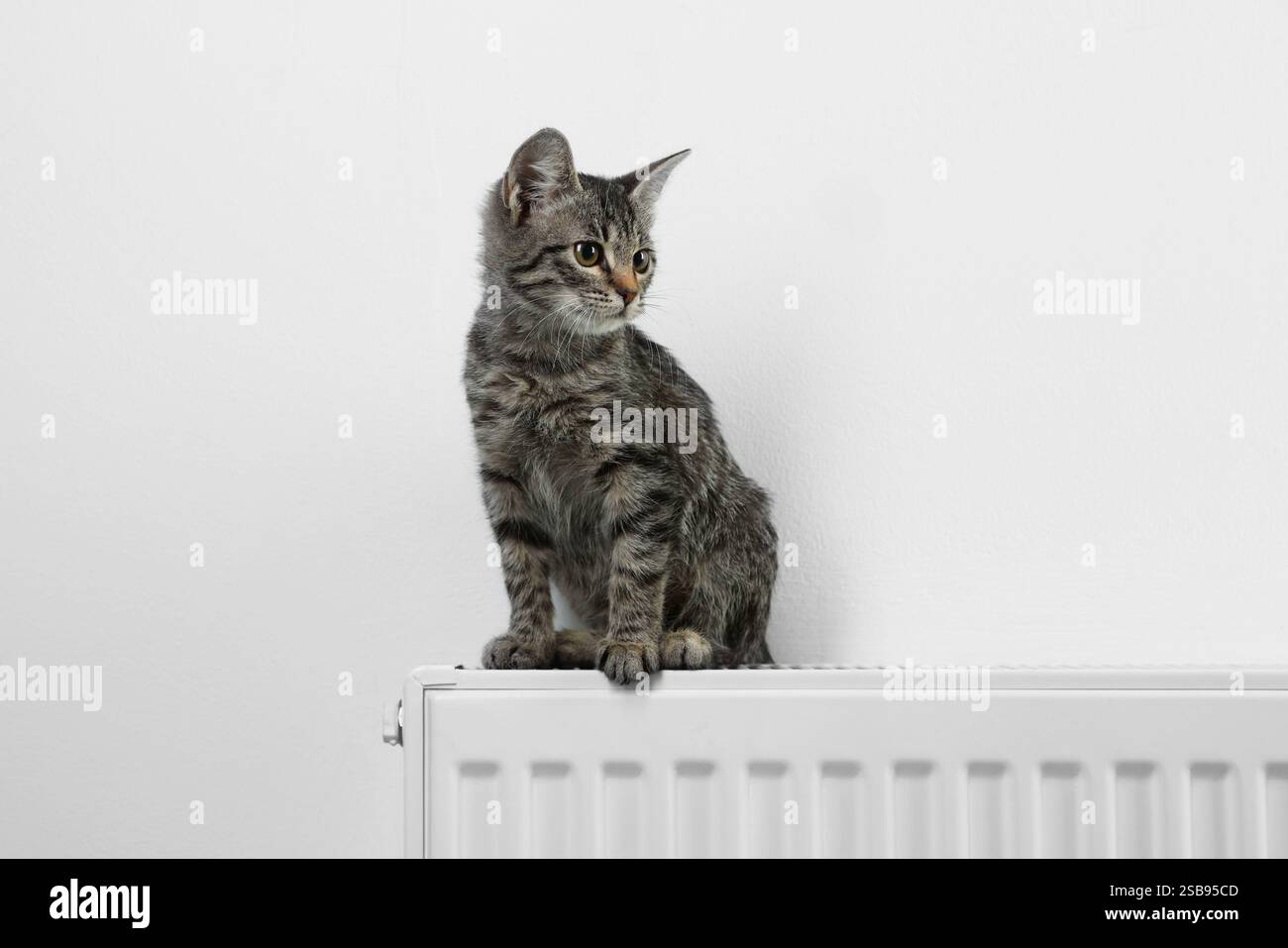 Cute little kitten on radiator near white wall Stock Photo - Alamy