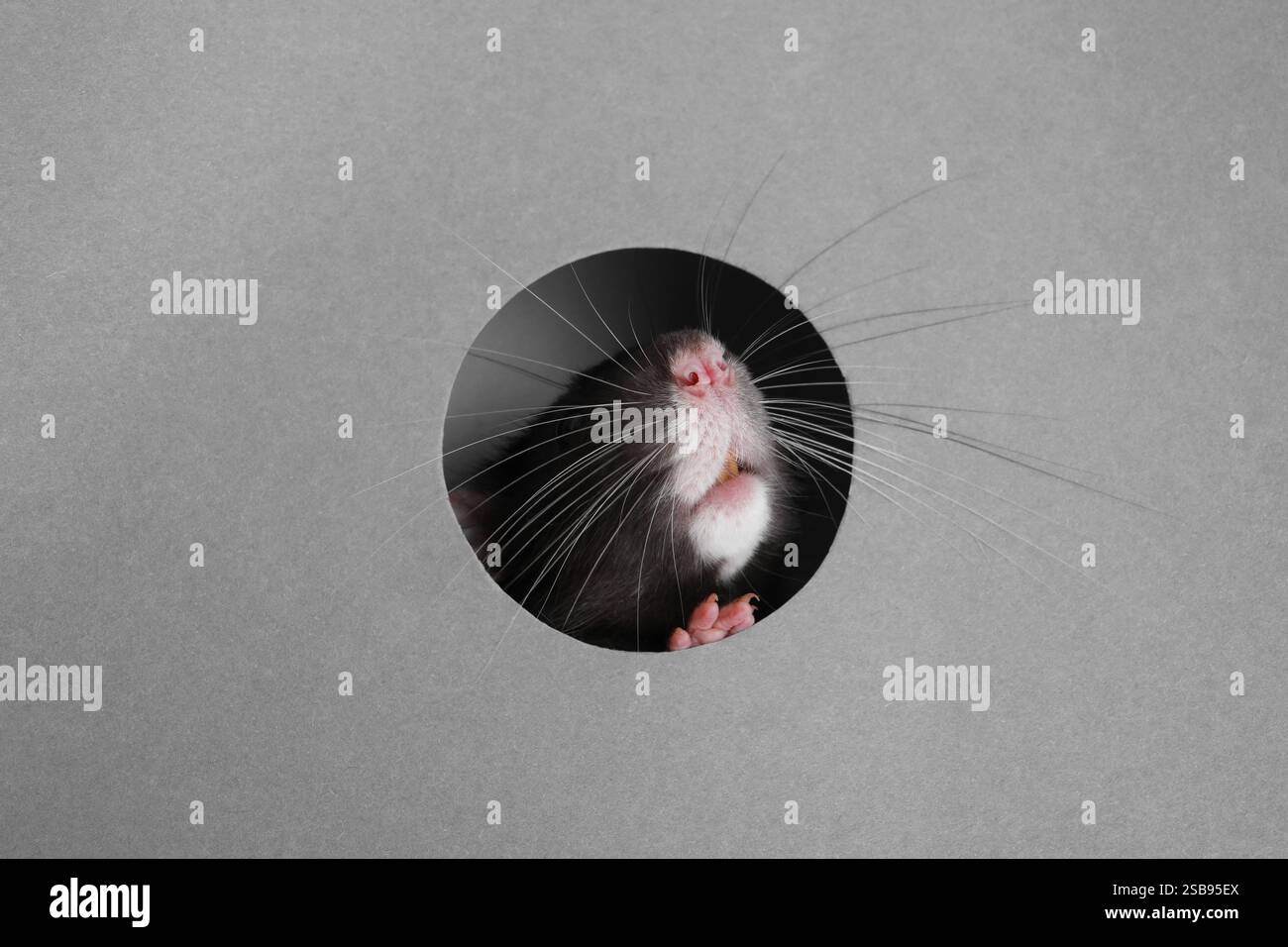 Cute rat looking through hole in grey paper sheet Stock Photo - Alamy