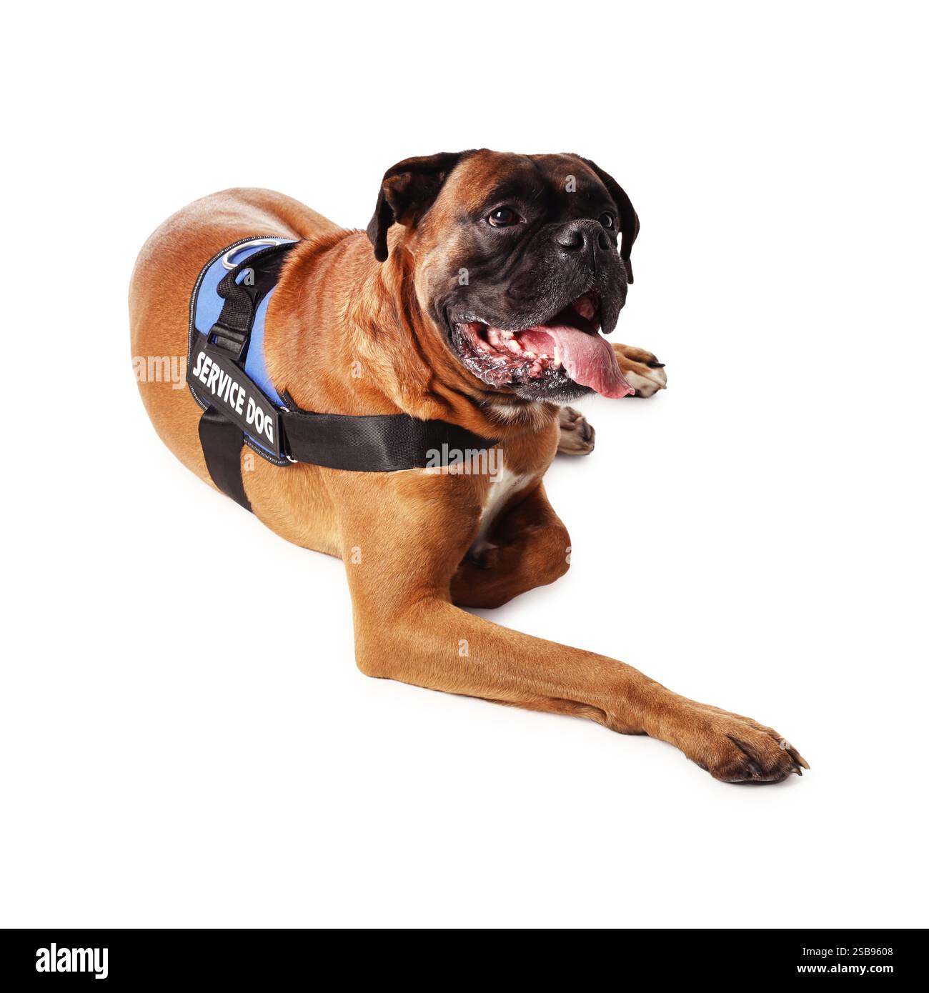 Cute service dog in vest on white background Stock Photo - Alamy