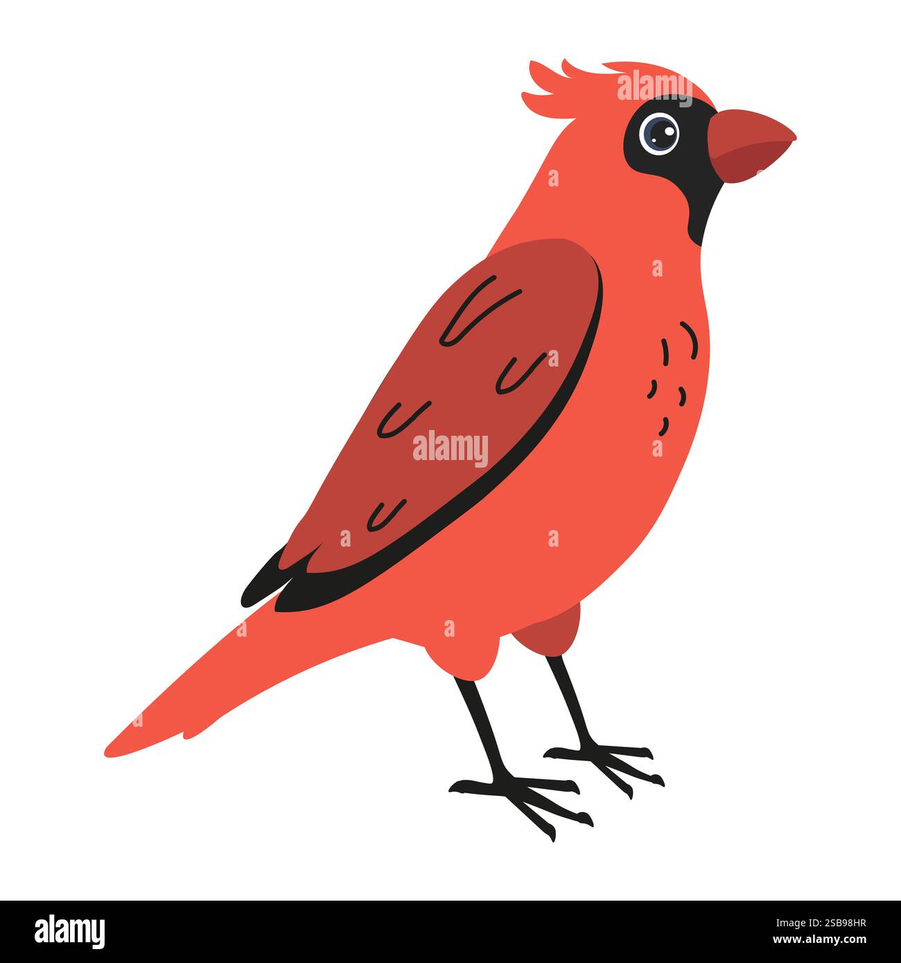 Bright red cardinal bird standing gracefully on white background Stock ...