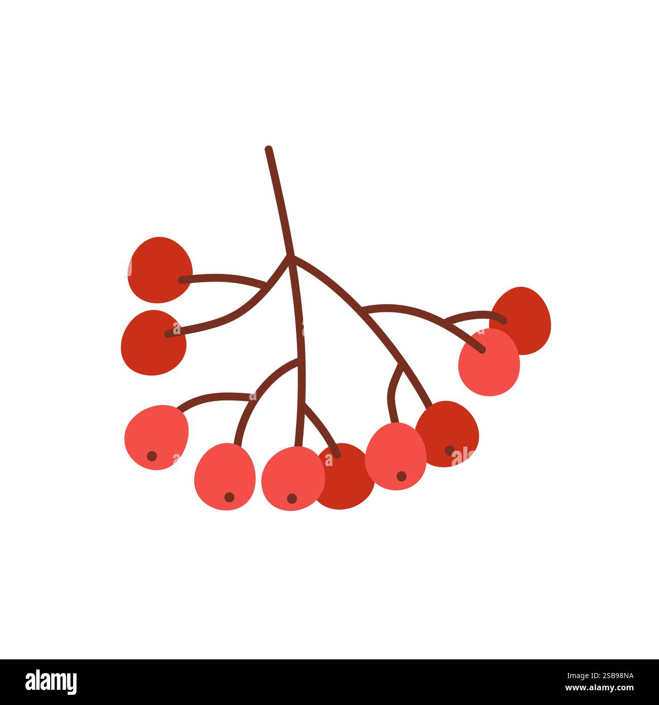 Rowan branch, ashberry isolated on white, watercolor Stock Vector Image ...