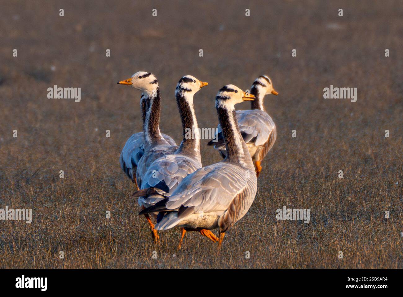 Bar-headed geese, which migrate from the Tibetan plateau and parts of ...