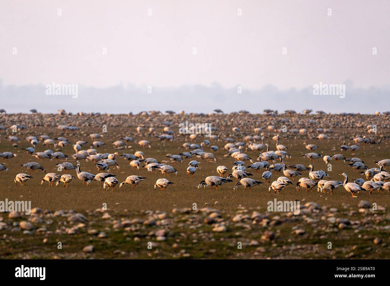 Bar-headed geese, which migrate from the Tibetan plateau and parts of ...