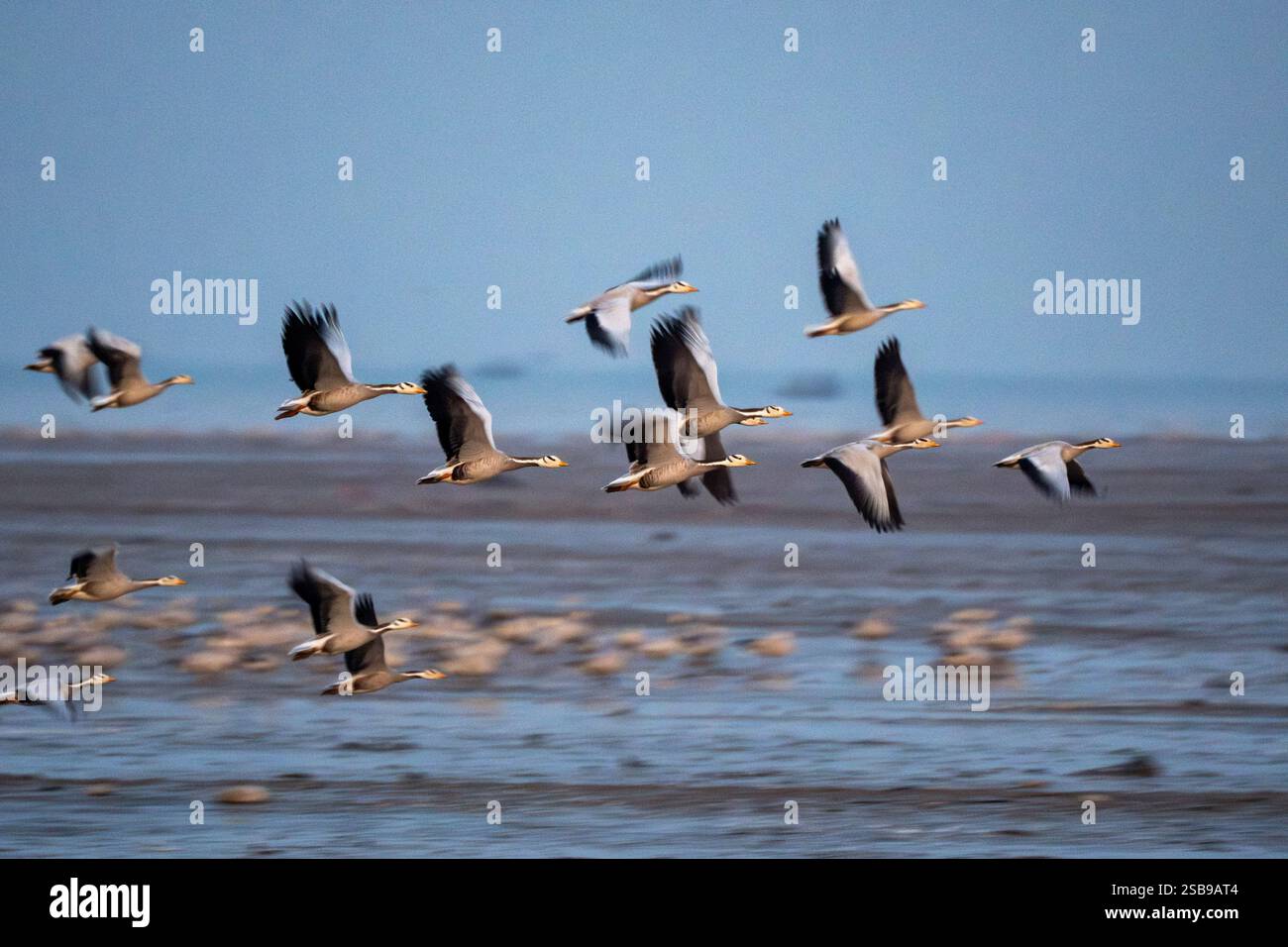 Bar-headed geese, which migrate from the Tibetan plateau and parts of ...