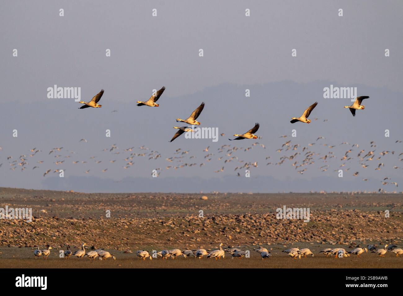 Bar-headed geese, which migrate from the Tibetan plateau and parts of ...