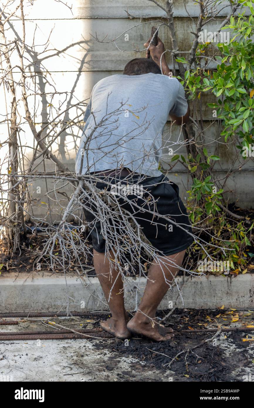 Barefoot man tries pull tree hi-res stock photography and images - Alamy