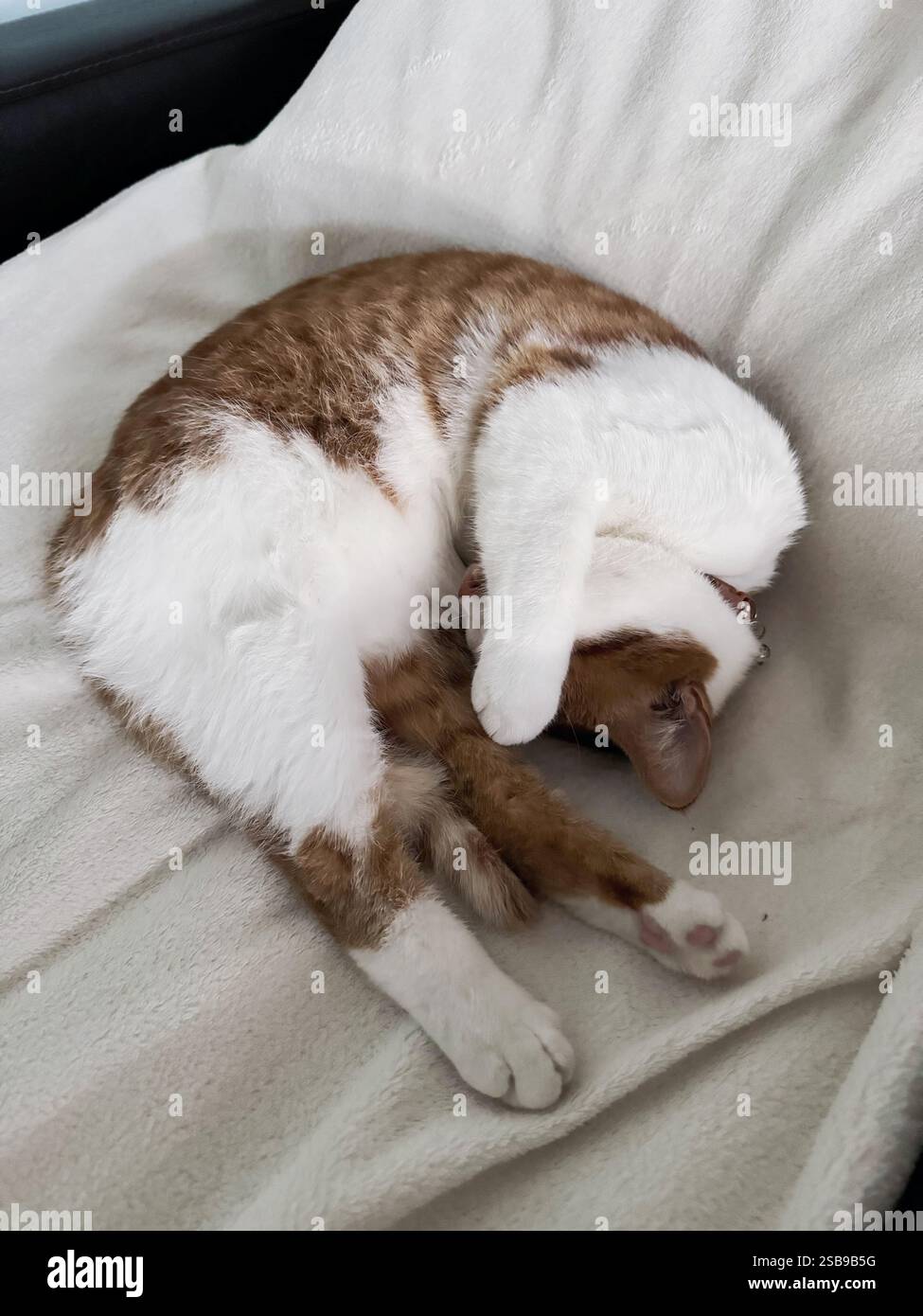 The red cat is sleeping on its side. It has curled up into a ball ...