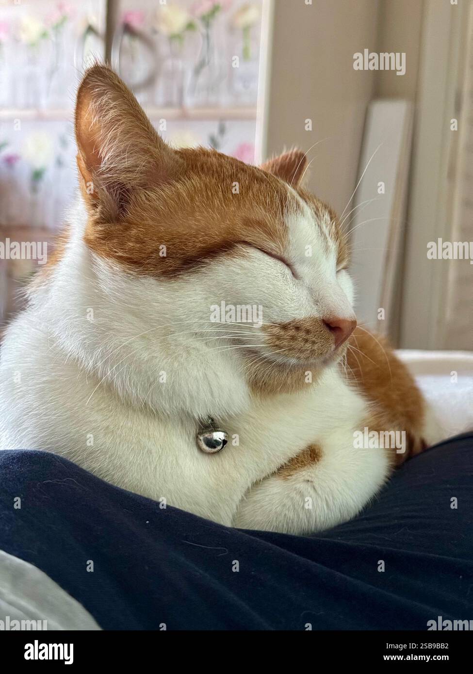 The ginger cat dozes between the owners legs Stock Photo - Alamy