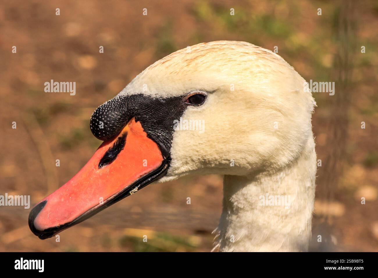 A swan with a black beak and orange eyes. The swan is white and has a ...
