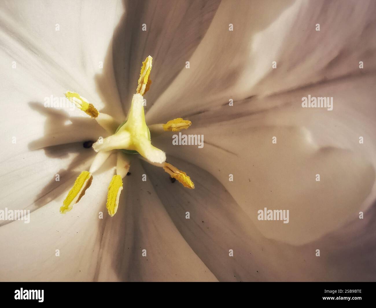 Delicate white petals of a flower open to reveal yellow stamens and a ...