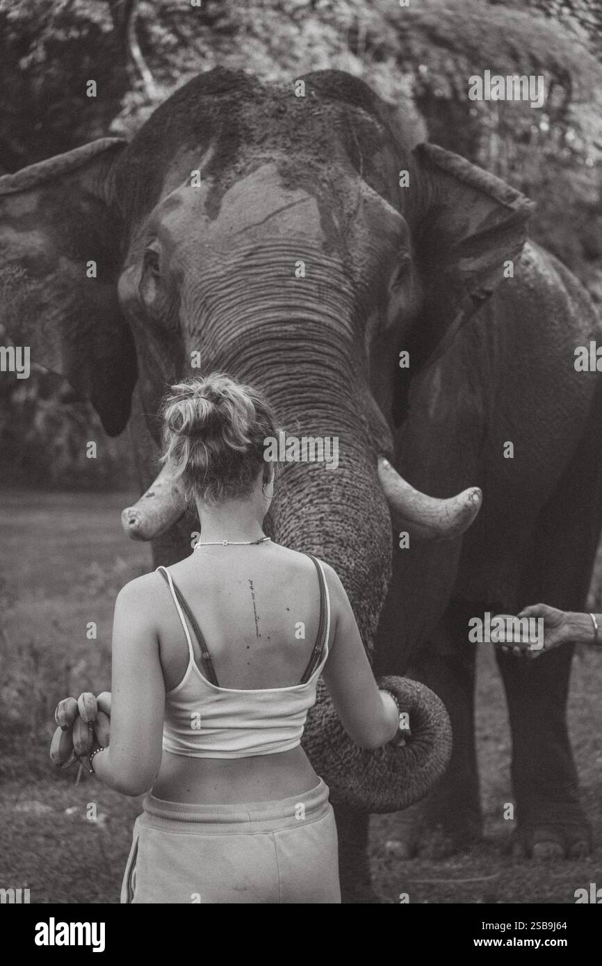 Thailand Elephant feeding Young Woman Stock Photo - Alamy