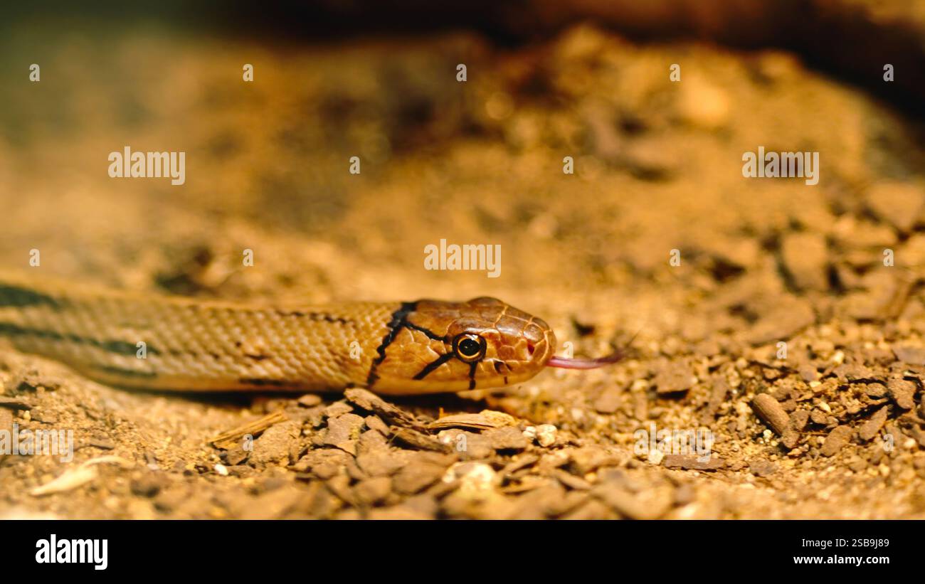 Copperhead rat snake slithering on dry ground Stock Photo - Alamy