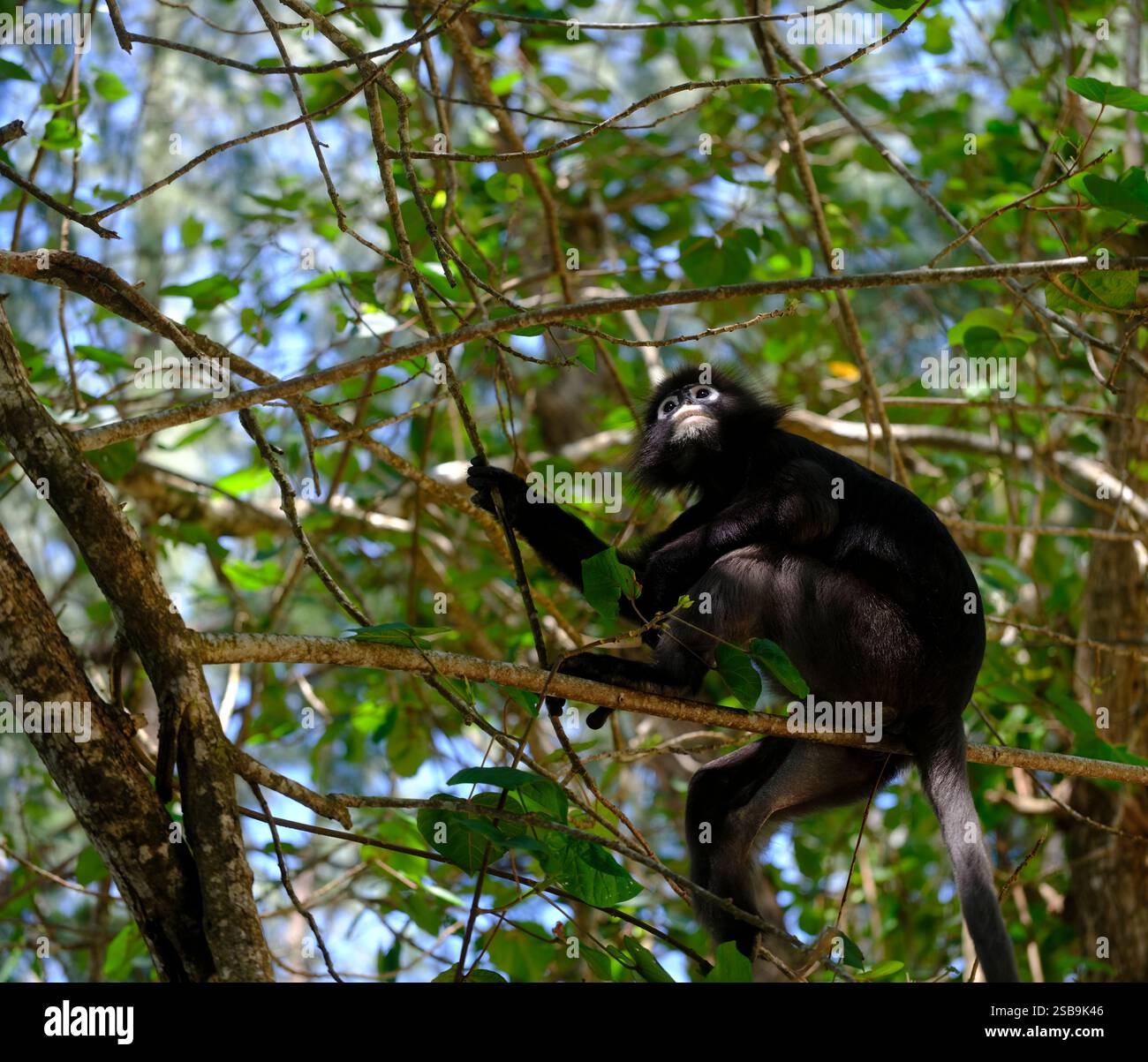 Phylogeny branch biology hi-res stock photography and images - Alamy