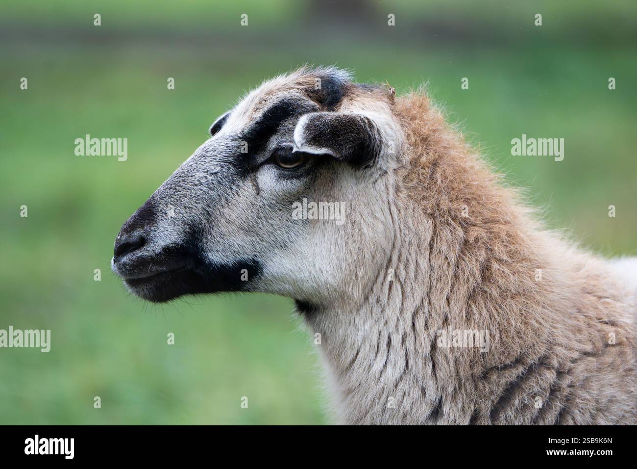 A small, fluffy sheep with a black nose and white face stands in a lush ...
