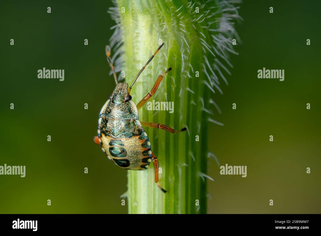 shield bug - Arma custos, beautiful common bug from Euroasian meadows ...