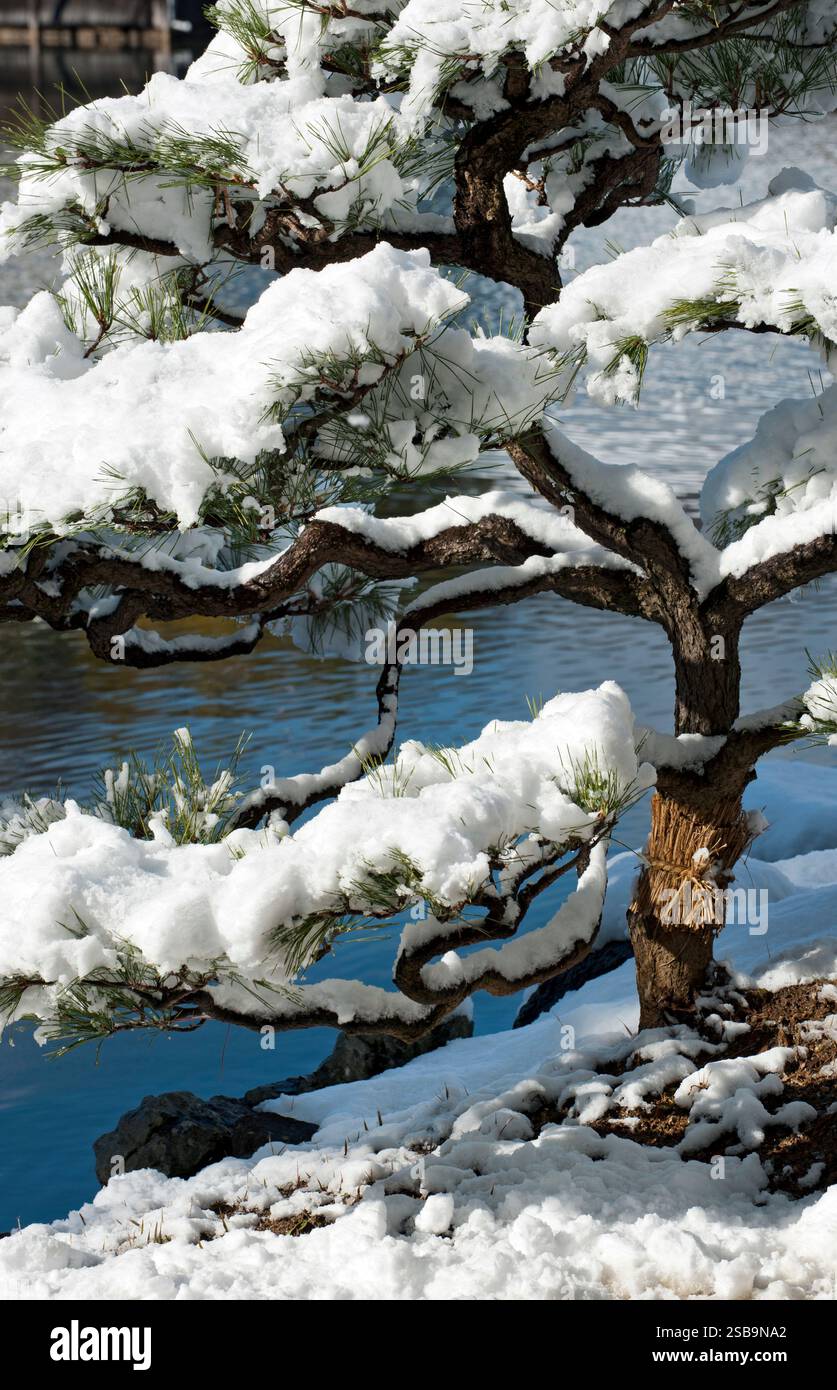 Pine tree (matsu) branches laden with fresh snowfall in Genkyuen ...