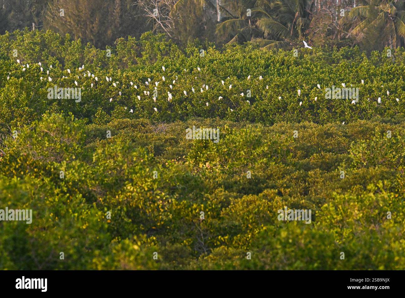 Lingshui. 31st Jan, 2025. Egrets perch at the Hainan Lingshui Mangrove ...