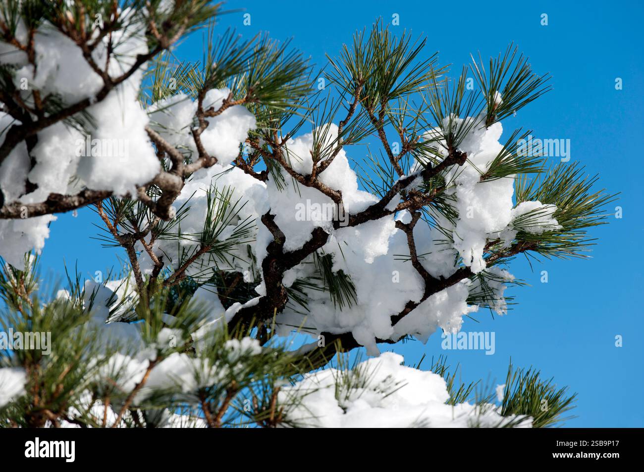 Yuki matsu hi-res stock photography and images - Alamy