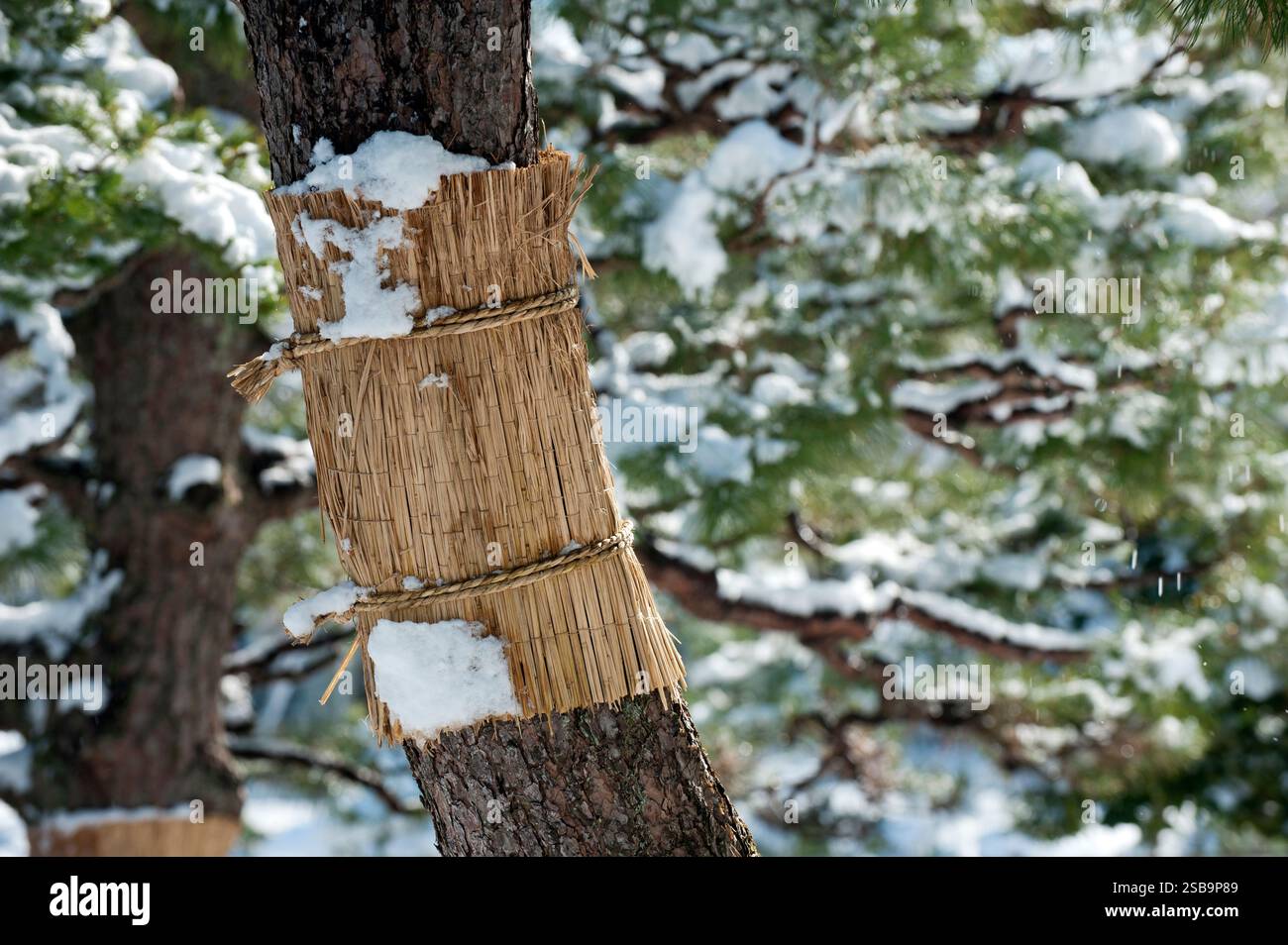 A straw protective wrap around tree trunks is called a "komo" in ...