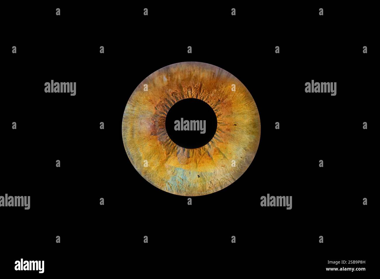 A highly detailed close-up of an iris, appearing as a floating circular ...