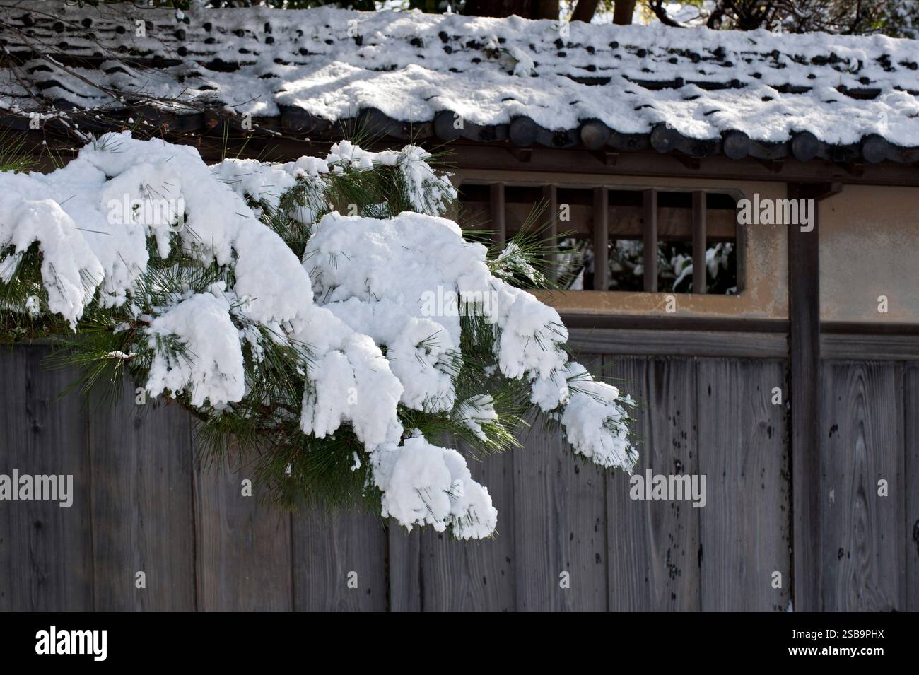 Winter scene with snow covering a tile roof wall and snow laden pine ...