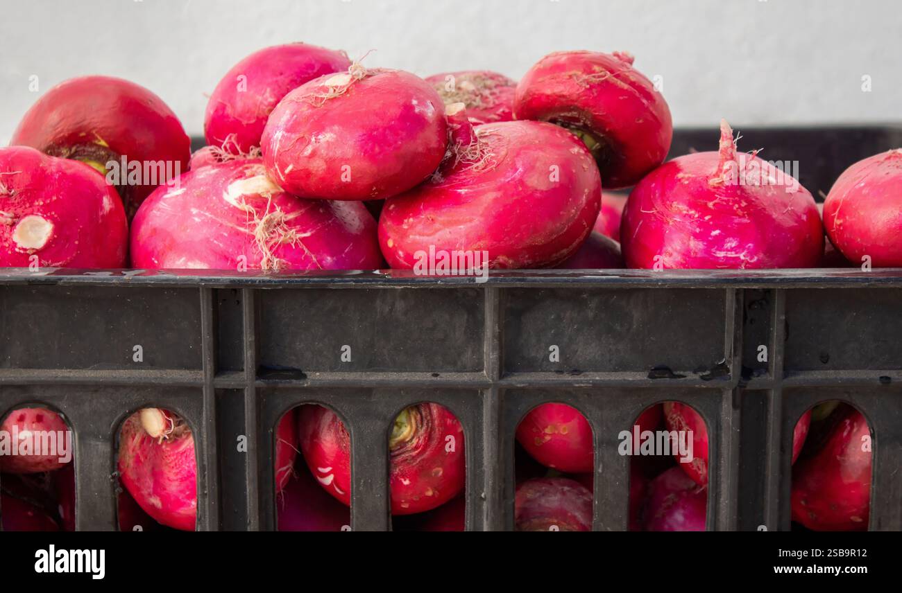 Freshly dug and washed red turnips. Turnips are rich in vitamin C and ...
