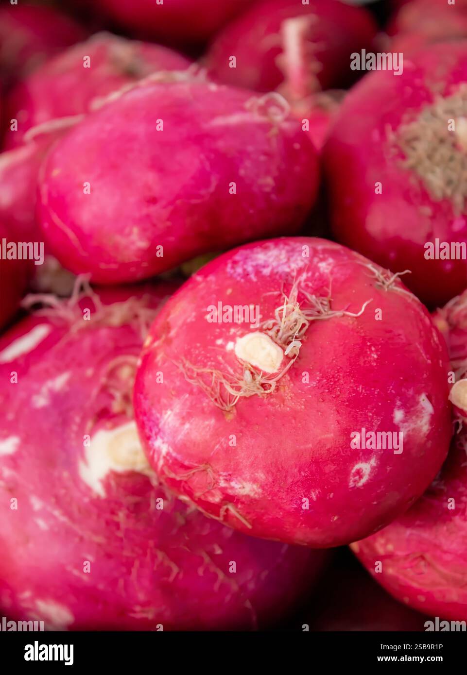 Freshly dug and washed red turnips. Turnips are rich in vitamin C and ...
