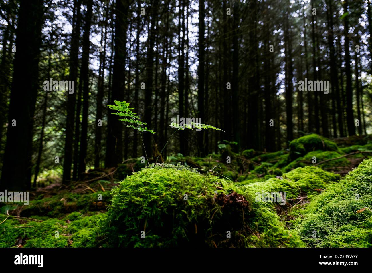 Green fern plant emerges from a bed of moss. Deep shadows cast by trees ...