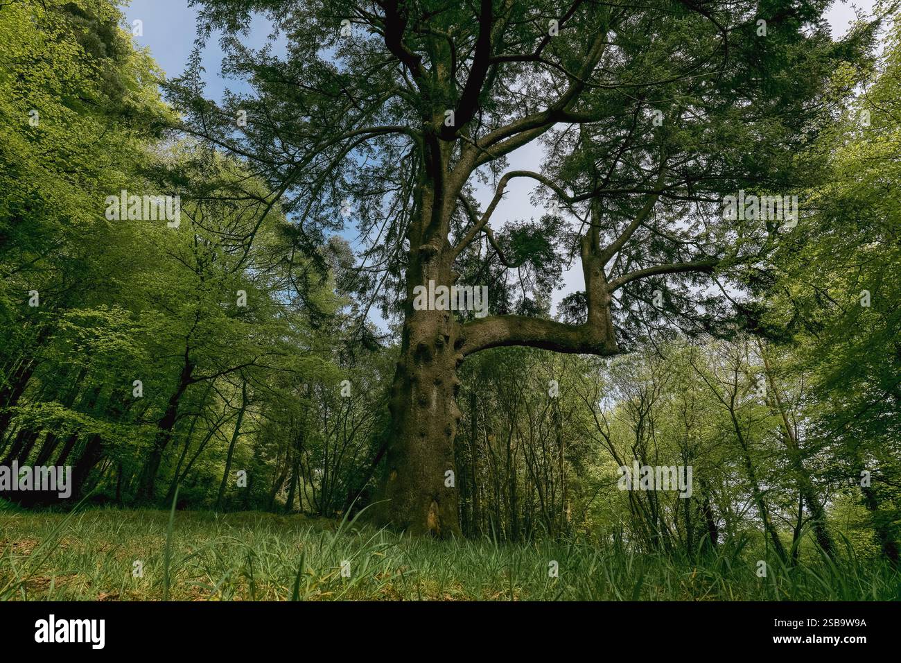 A single, large cedar tree is the focal point. Its branches reach high ...