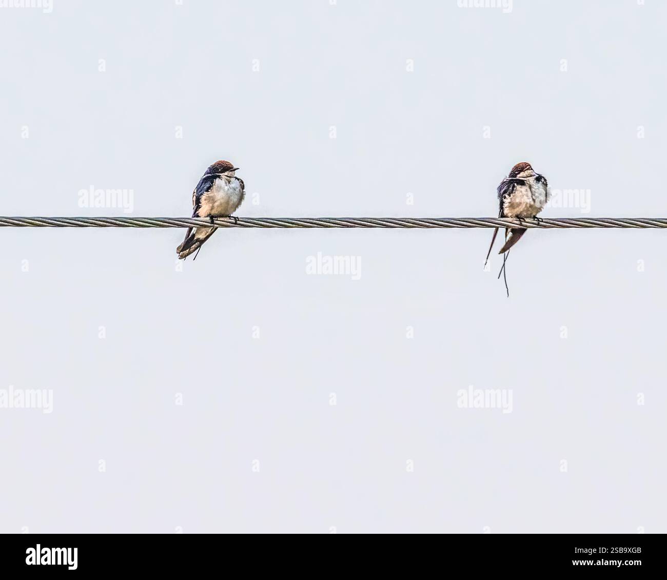 A Pair of wire tail swallow on wire Stock Photo - Alamy