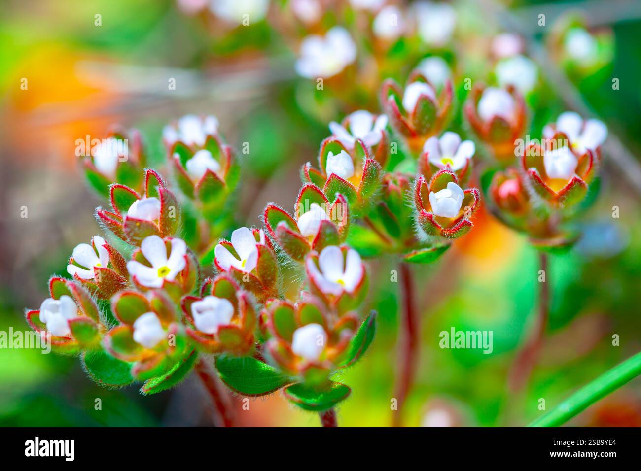 Delicate clusters of tiny white flowers, vibrant with spring's first ...