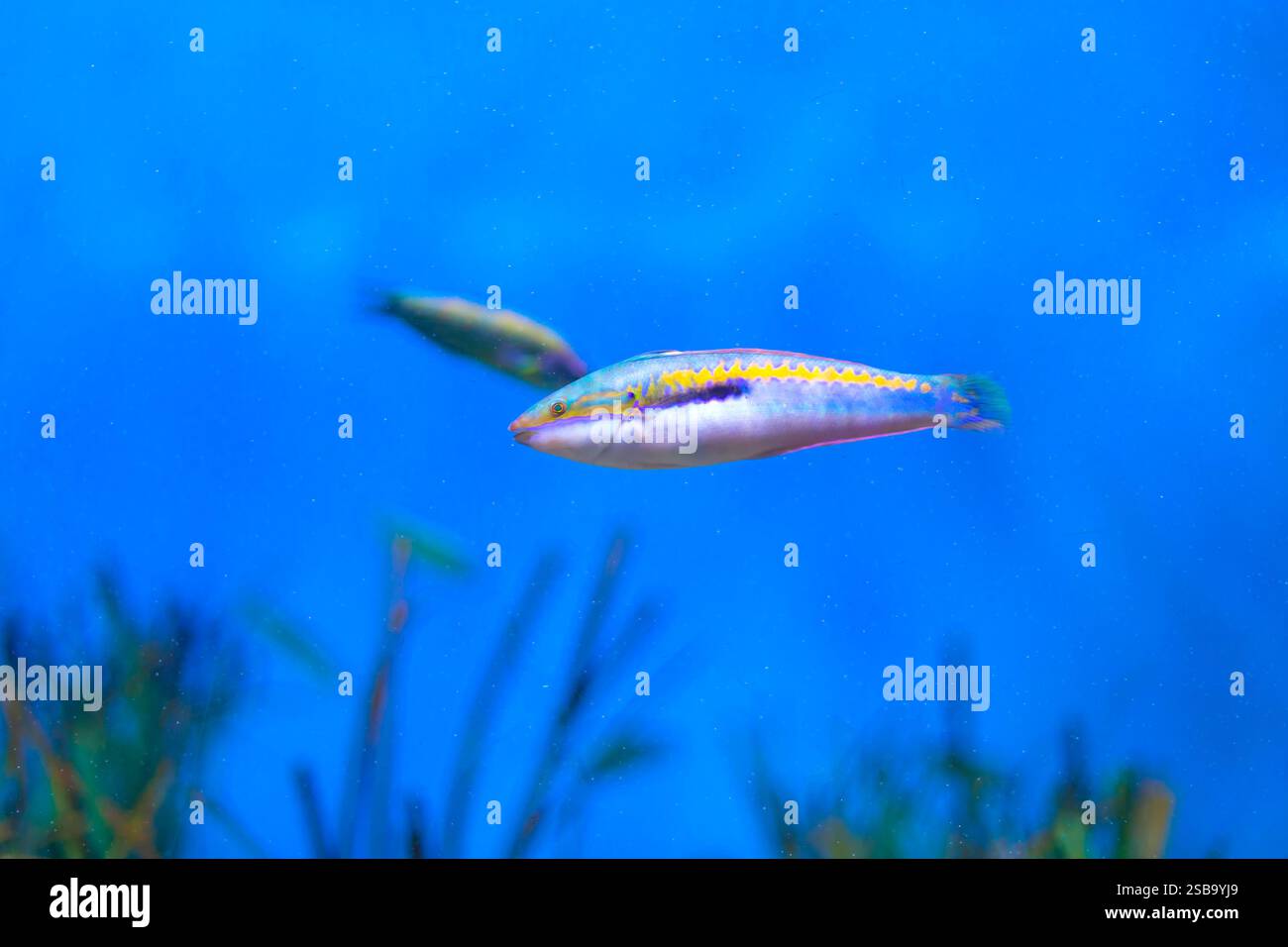 Colorful fish swimming in blue underwater environment, with another ...