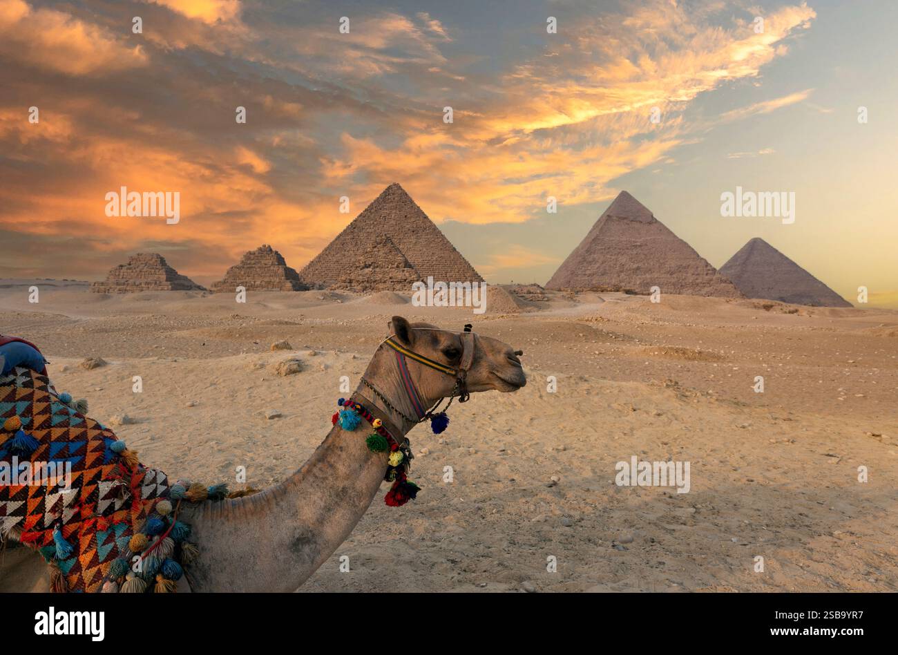 Camel and the Pyramids of Giza in Egypt Stock Photo - Alamy