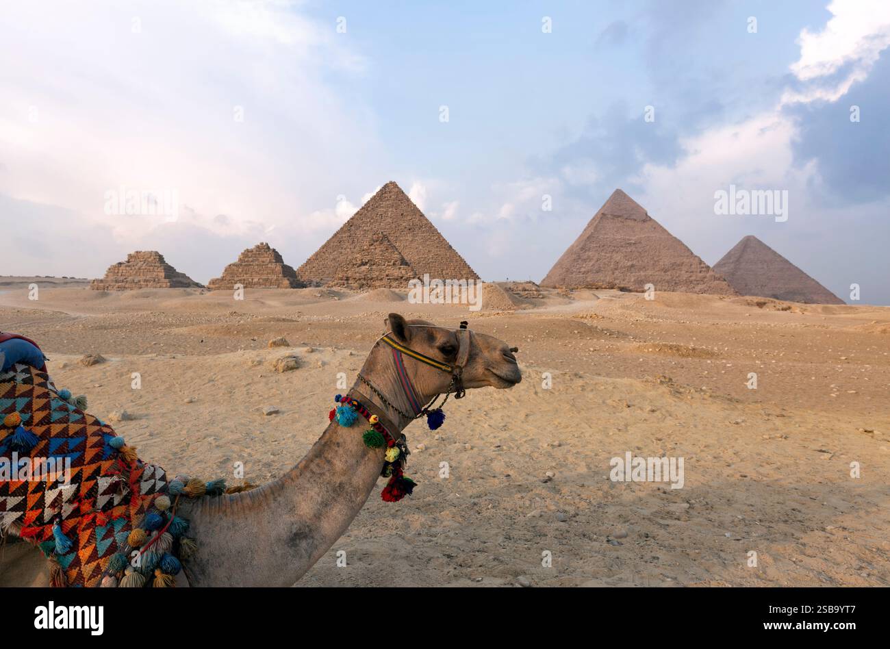 Camel great pyramids in hi-res stock photography and images - Alamy