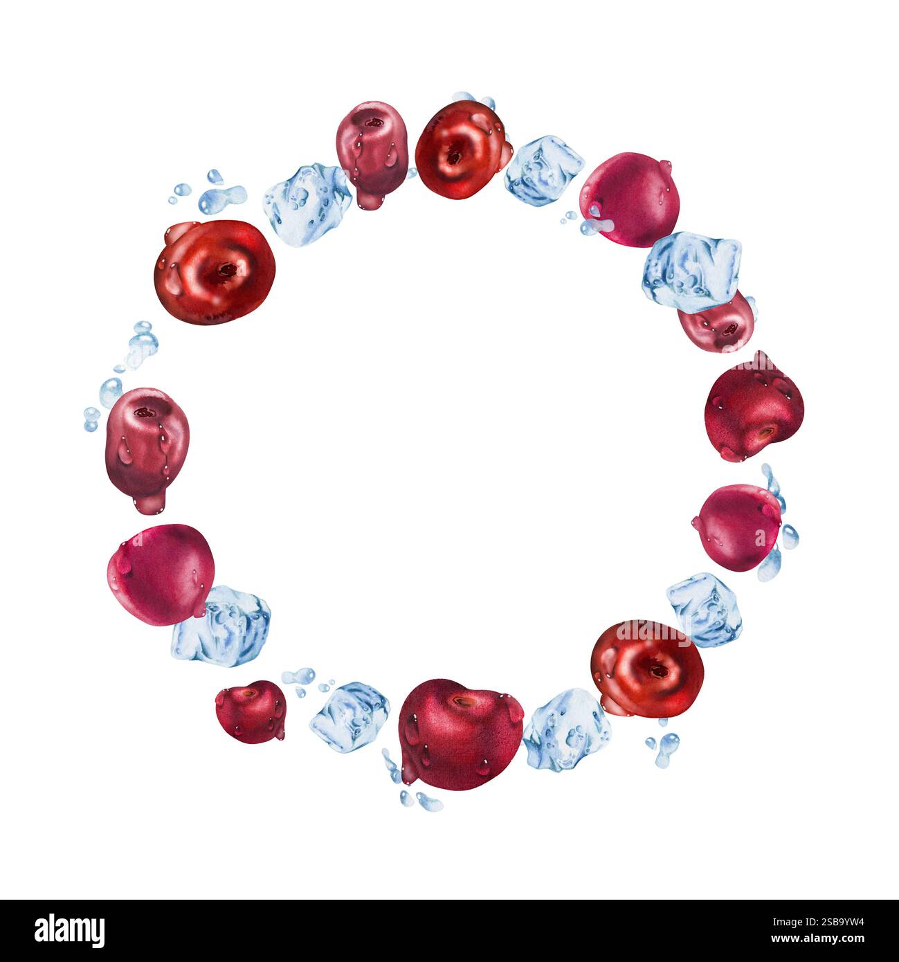 Sweet sour cherry cerise flying in water splashes drops, hand drawn in ...