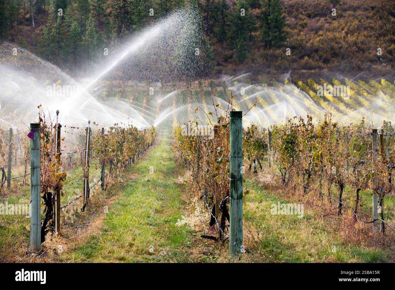 Irrigation sprinklers watering an organic merlot vineyard at a winery ...