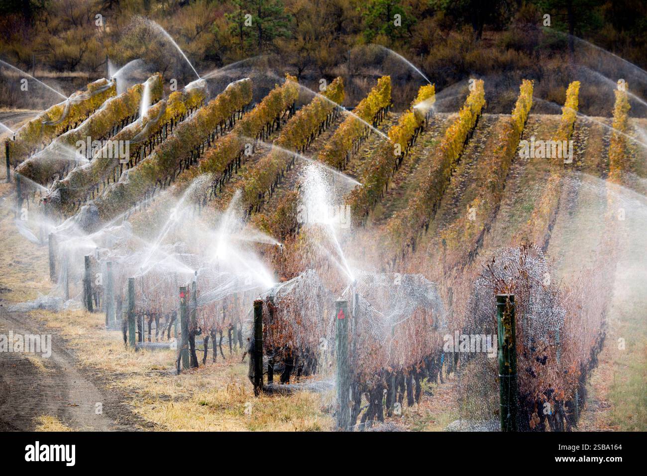 Irrigation sprinklers watering an organic merlot vineyard at a winery ...