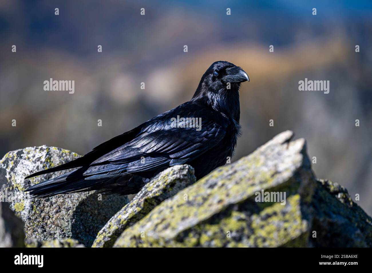 Common Raven, Corvus corax, on a rock in the Tatra Mountains, Poland ...