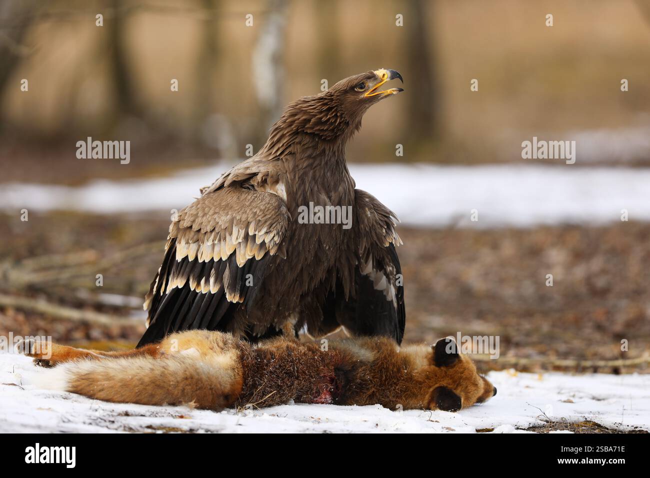 Golden eagle, Aquila chrysaetos, tears killed red fox, Vulpes vulpes ...