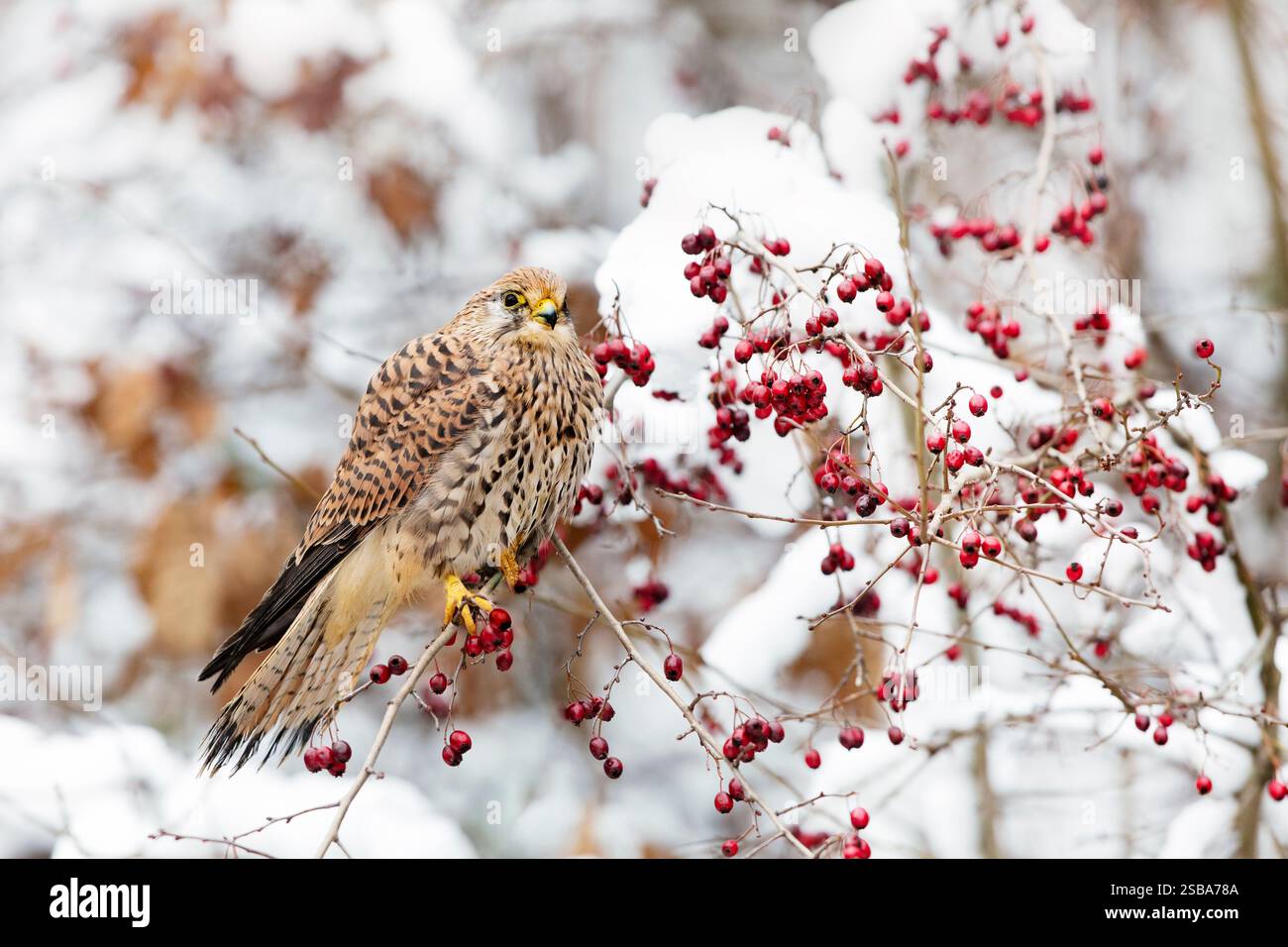 Common kestrel (Falco tinnunculus) perched on a branch with snow ready ...