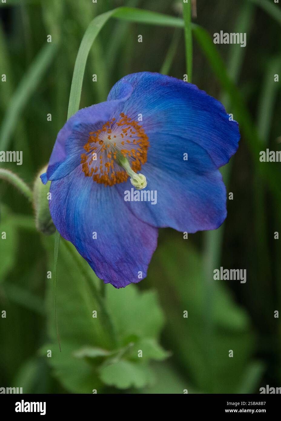 RHS Chelsea Flower Show 2024 Himalayan blue poppy Stock Photo - Alamy