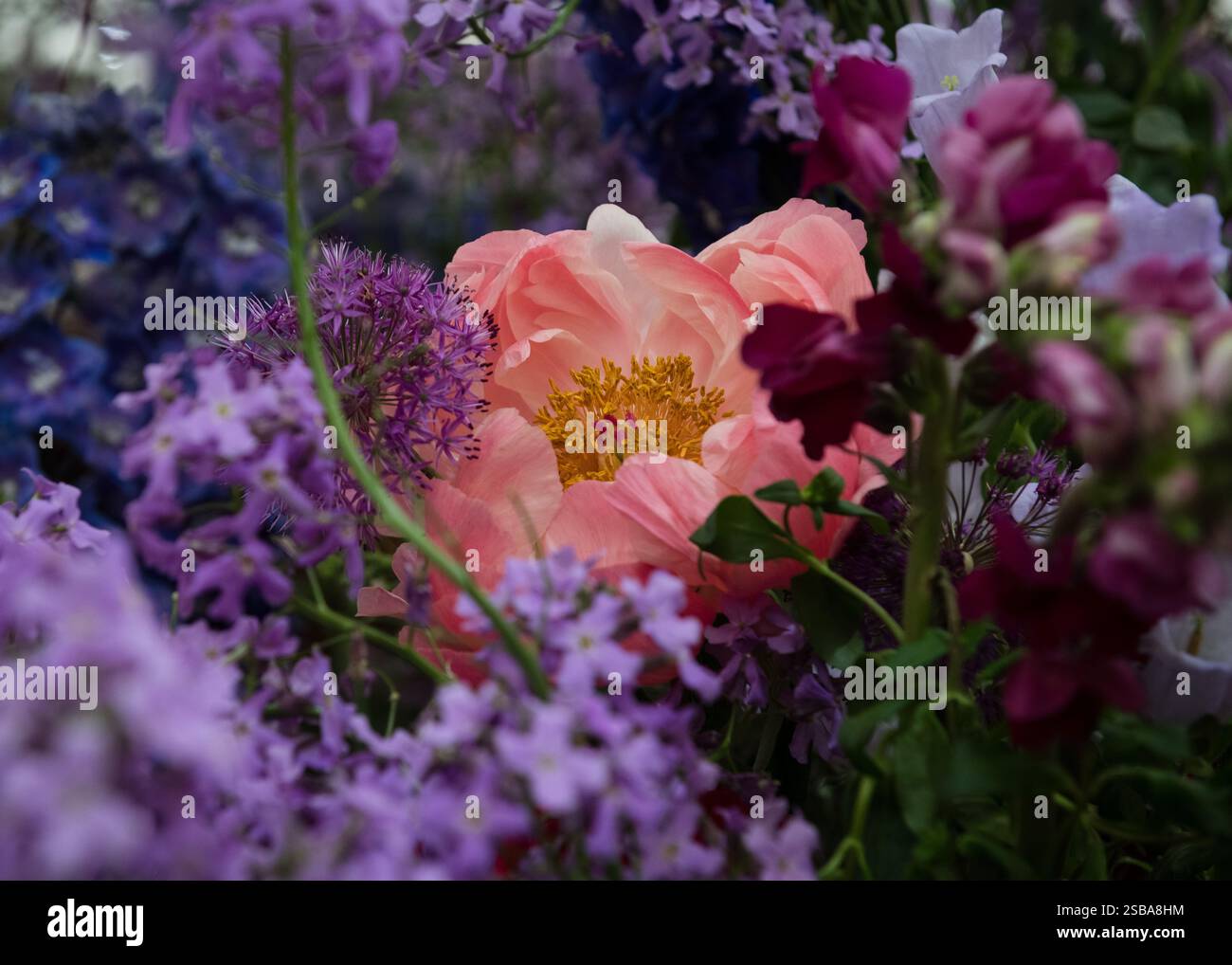 peony RHS Chelsea Flower Show 2024 Stock Photo - Alamy