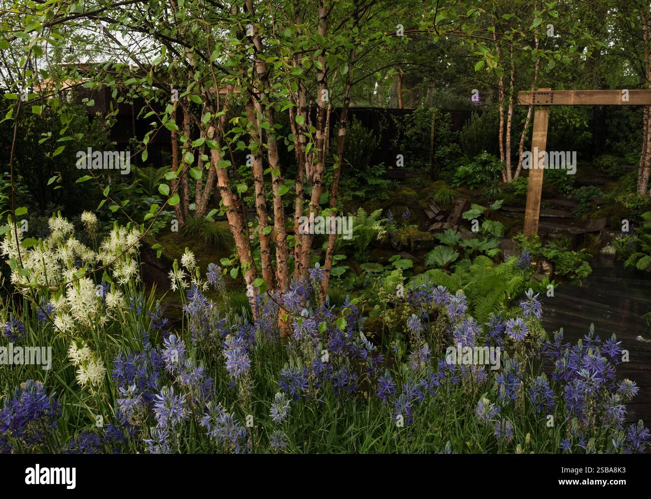 Muscular Dystrophy UK: Forest Bathing Garden designed by Ula Maria, RHS ...