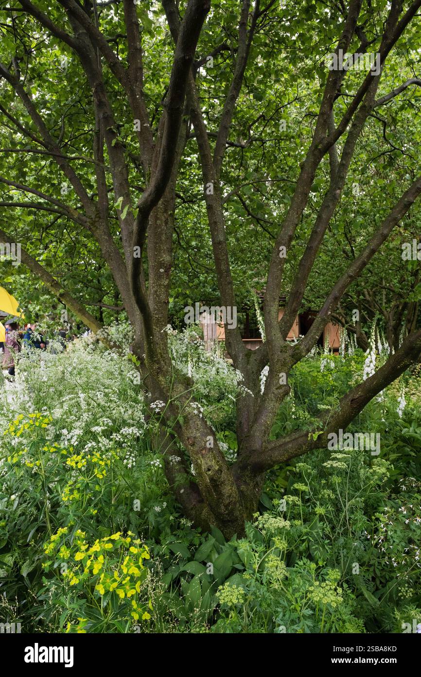 The National Garden Scheme Garden designed by Tom Stuart-Smith, RHS ...